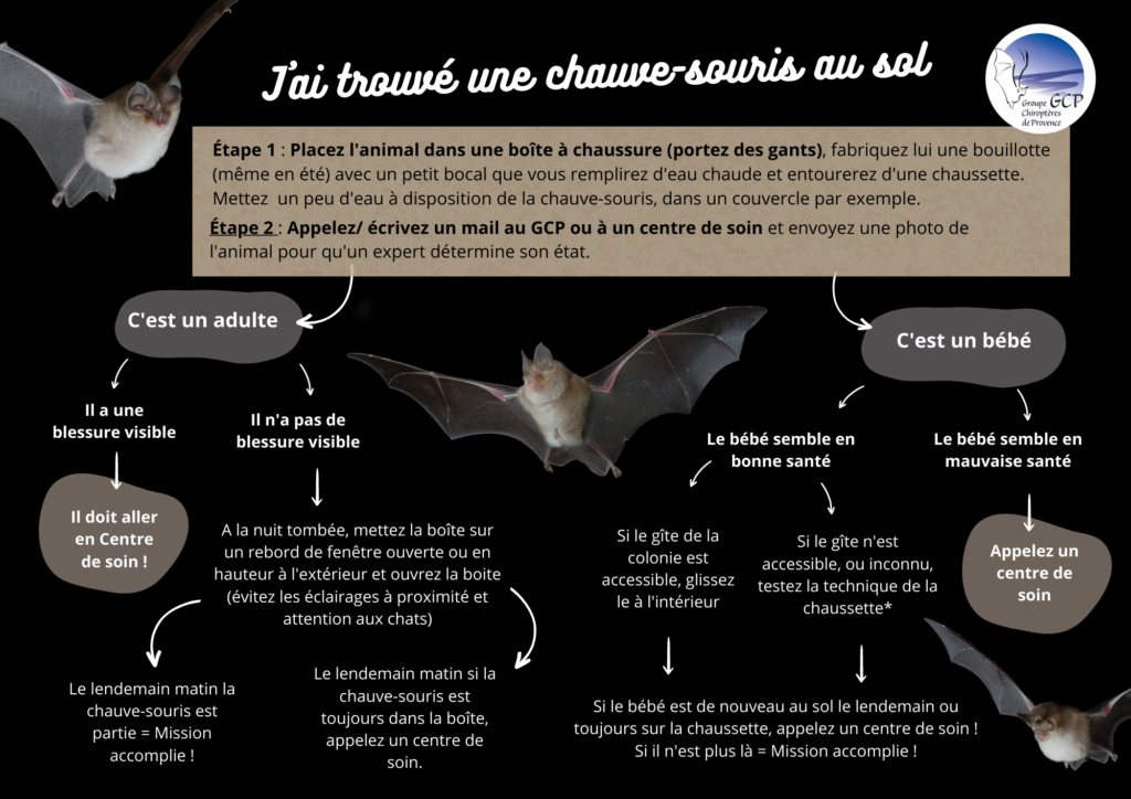 Vous avez trouvé une chauve-souris blessée ou en détresse