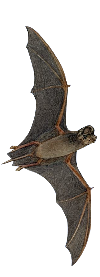 Le Molosse de Cestoni, une chauve-souris emblématique à NIce